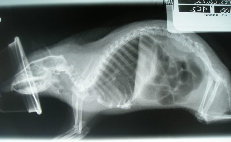 HEDGEHOG | Buyxraysonline
